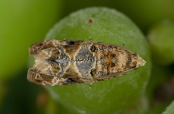 European Grapevine Moth